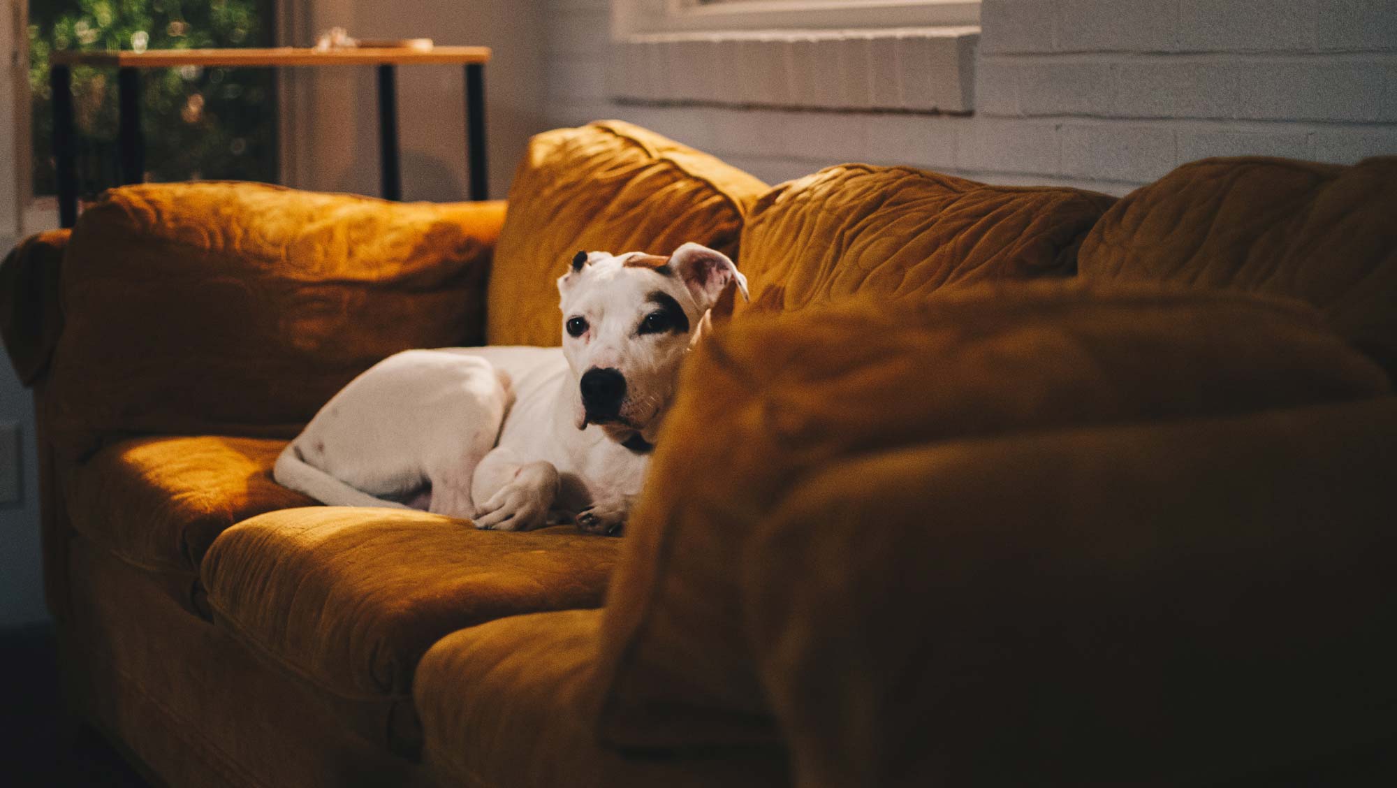 Returning to the Office? 10 Tips for Helping Your Dog Adjust – iFetch